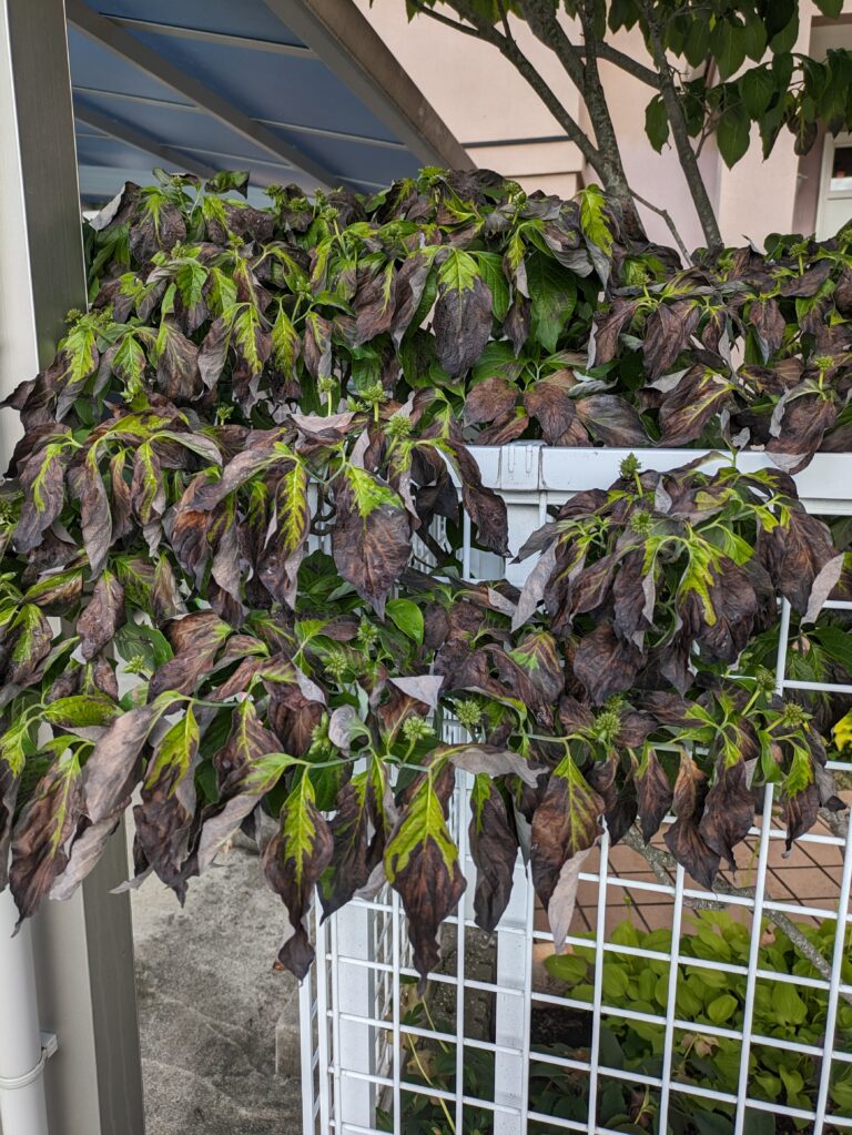 ハナミズキの葉が黒く変色、全体に広がる | 緑の相談室