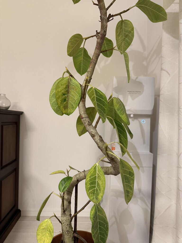 フィカス・アルテシマ | 緑の相談室