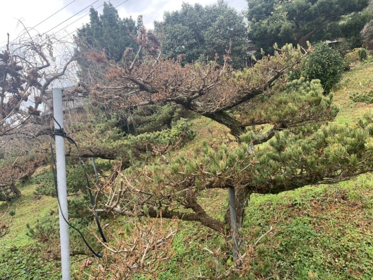 五葉松に虫 | 緑の相談室