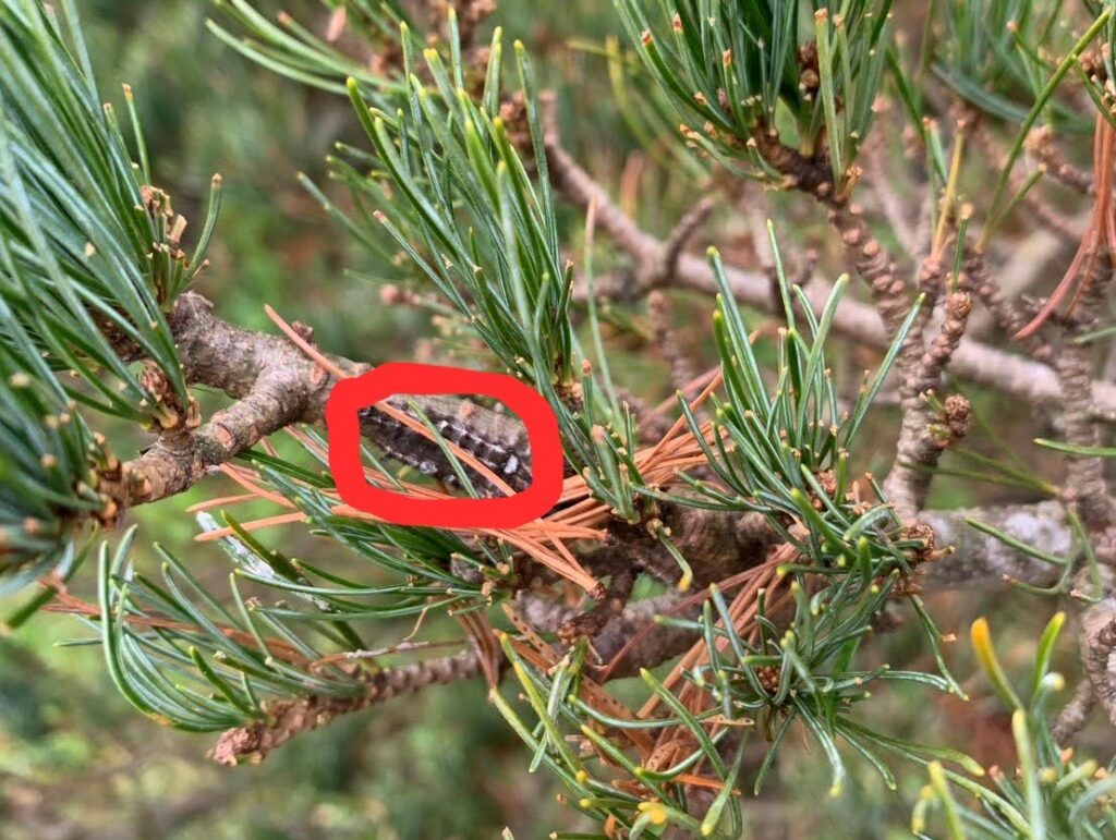 五葉松に虫 | 緑の相談室